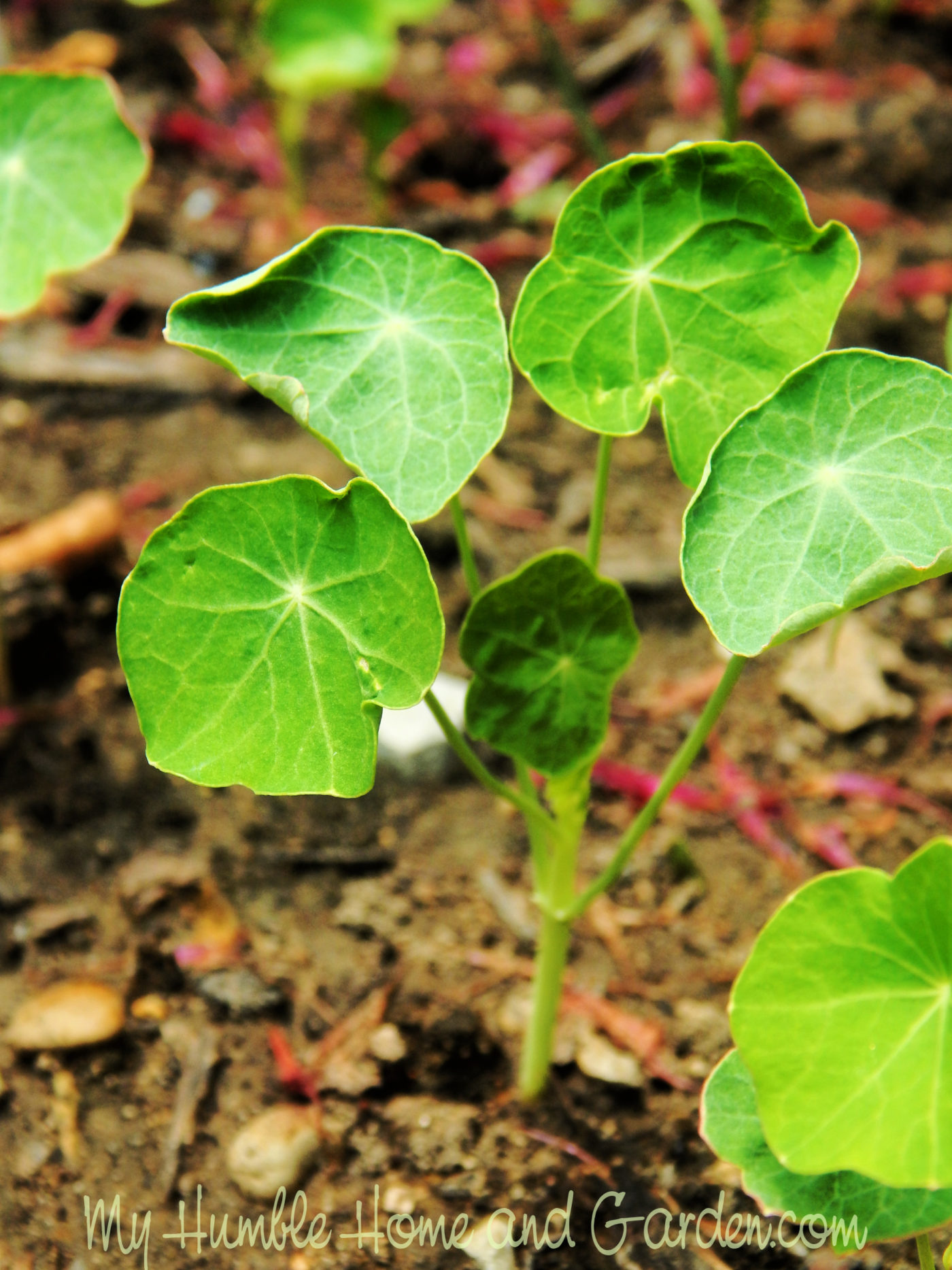 Nasturtium Salad And Vinaigrette - How To Use Your Flowers - My Humble ...